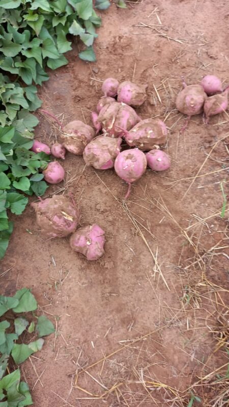 Variedades De Plantas De Batata Diferentes #variedades De #batatas En