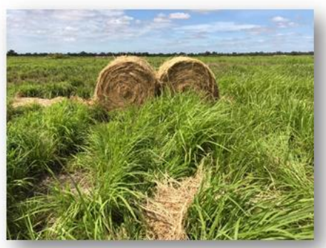 Pasturas para el Chaco: "En busca de soluciones para los PRODUCTORES ...
